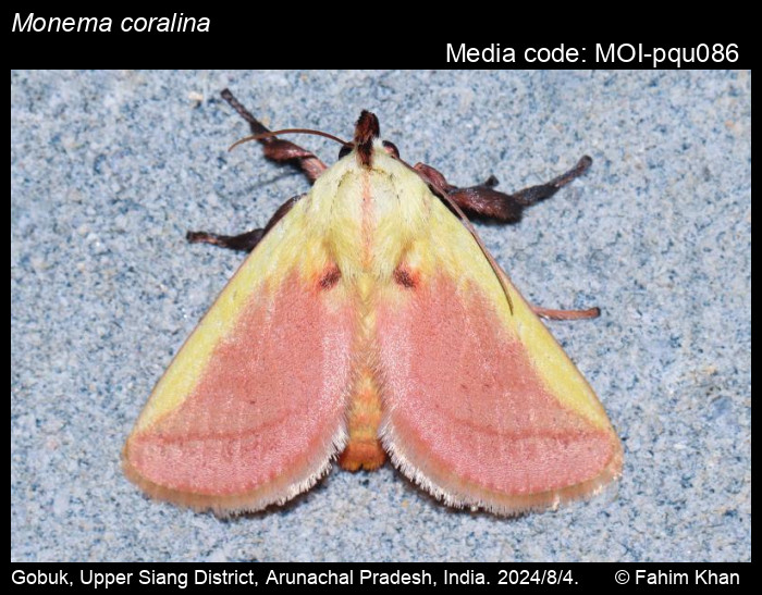 Monema coralina Dudgeon, 1895 - | Moths